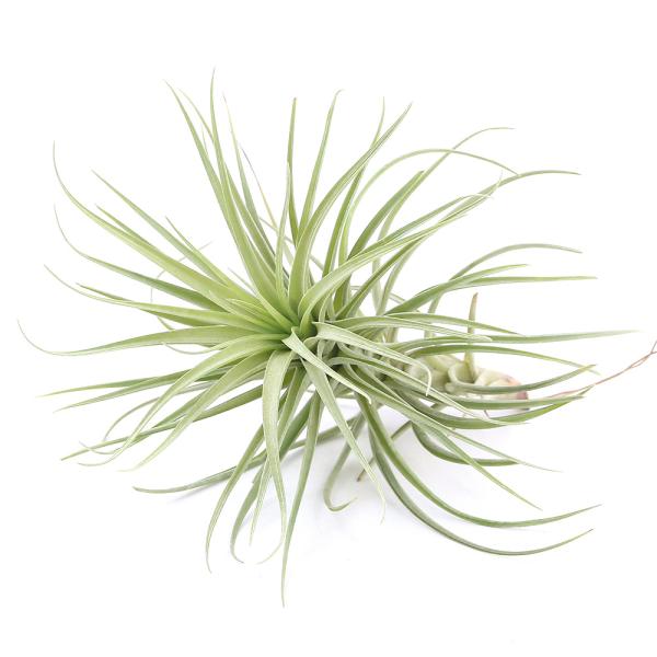 観葉植物　Tillandsia_series　インテリア　インテリア・雑貨　ガーデニング　園芸　パイナップル科　アナナス科　ティランジア属　着生植物　エアブロメリア　エアプランツ　ティランジア　チランジア　Tillandsia　strict...