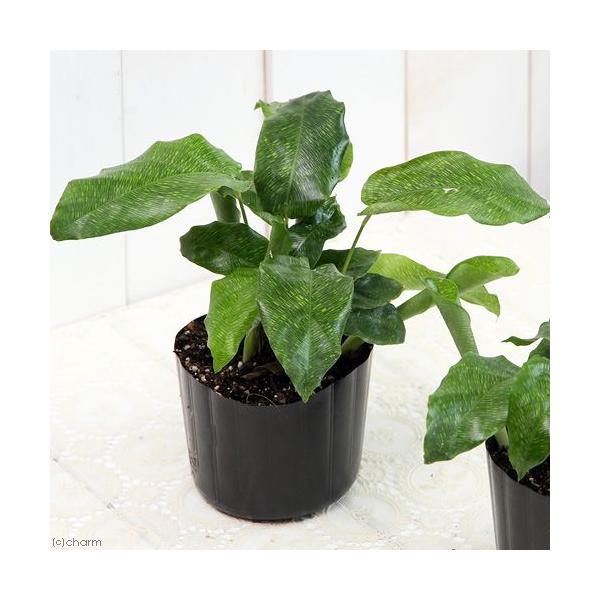 観葉植物　園芸　ガーデニング　ビバリウム　アクアテラリウム　パルダリウム　両爬向き植物　クズウコン科　カラテア属　Calathea　musaica　calathea_series　20150207　ＨＴ　植物　植物生体　ガーデニング生体　育...