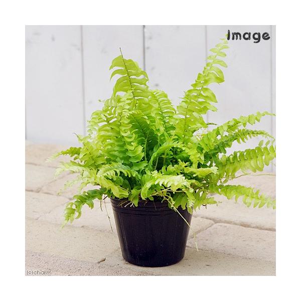 paludariumplants　_hachu　_gardening　観葉植物　ガーデニング　ビバリウム　アクアテラリウム　パルダリウム　水草　シダ　セイヨウタマシダ　タマシダの仲間　ツディ　ツデイ　ツデージュニア　ツデータマシダ　Neph...