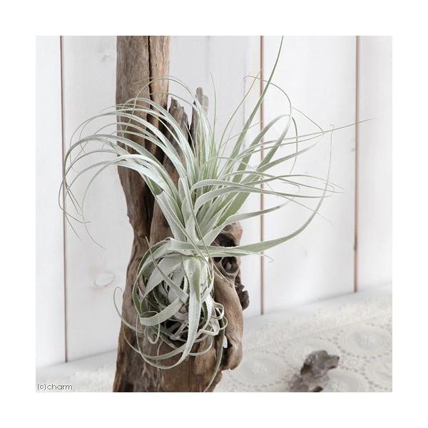 _gardening　_hachu　sfset　インテリア　インテリア・雑貨　ガーデニング　観葉植物　園芸　ビバリウム　アクアテラリウム　パルダリウム　両爬向き植物　パイナップル科　ハナアナナス属　着生植物　エアブロメリア　エアプランツ　テ...