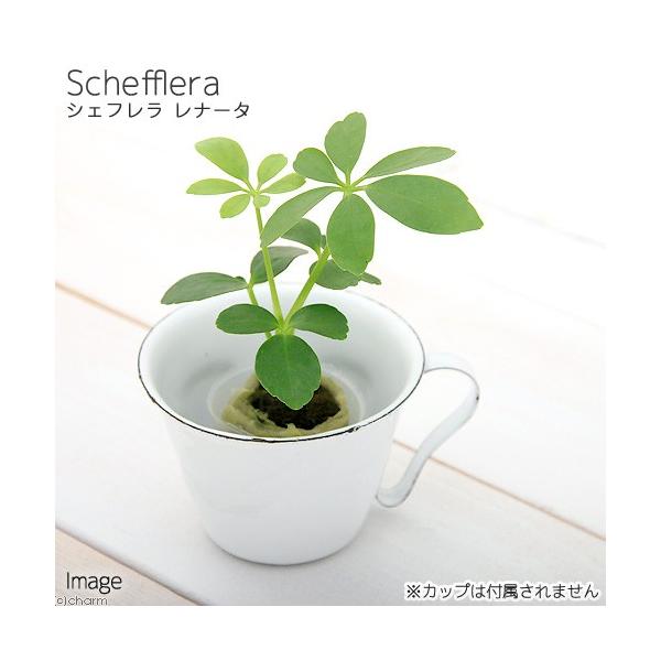 _hachu　_kame　観葉植物　ガーデニング　ウコギ科　フカノキ属　シェフレラ属　シェフレラシリーズ　ハイドロカルチャー　Schefflera　arboricola　'Renata'　常緑低木　園芸品種　金魚葉カポック　オアシス苗　oa...