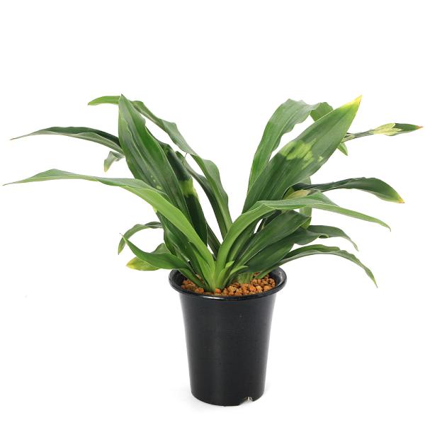 kotenplant　ガーデニング　山野草　万年青　Ｒｏｈｄｅａ　ｊａｐｏｎｉｃａ　宗石　ソウセキ　ムネイシ　20150324　ＨＴ　rohdea_series　植物　植物生体　ガーデニング生体　育て方　育成方法　栽培方法　kaijo　縁起...