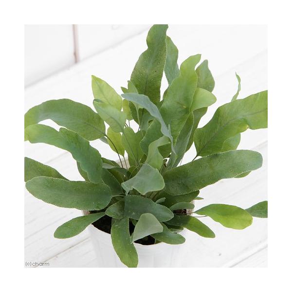 paludariumplants　_gardening　_hachu　_kame　観葉　ガーデニング　ビバリウム　アクアテラリウム　パルダリウム　水草　シダ　Phlebodium　aureum　'Blue　Star'　シダ植物　羊歯植物　歯...