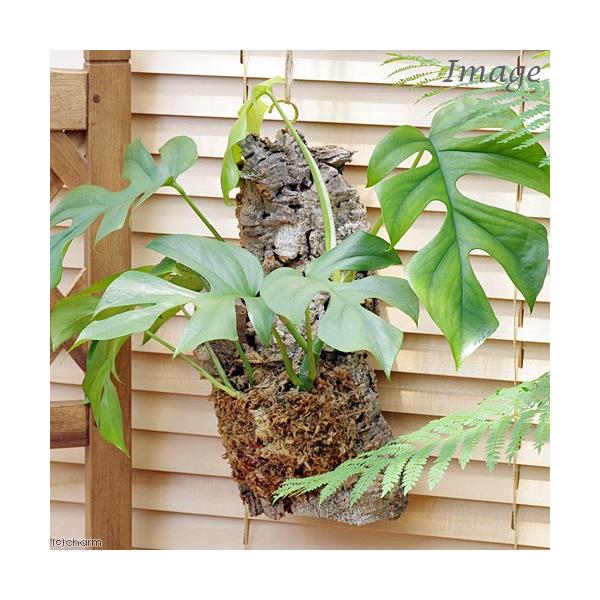 インテリア　観葉植物　園芸　ガーデニング　ビバリウム　アクアテラリウム　パルダリウム　サトイモ　姫モンステラ　Monstera　deliciosa　var.　borsigiana　virgin_cork_green　corkitem_flo...