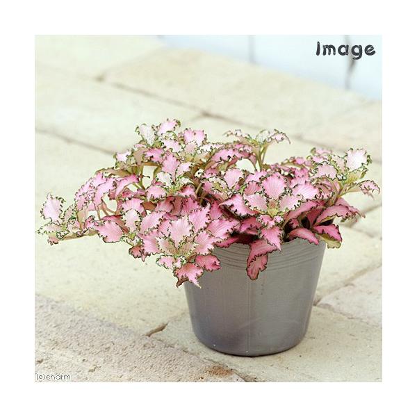 paludariumplants　_hachu　_kame　muryotassei_500_599　_gardening　観葉植物　ガーデニング　ビバリウム　アクアテラリウム　パルダリウム　両爬向き植物　キツネノマゴ科　フィットニアアルビウ...