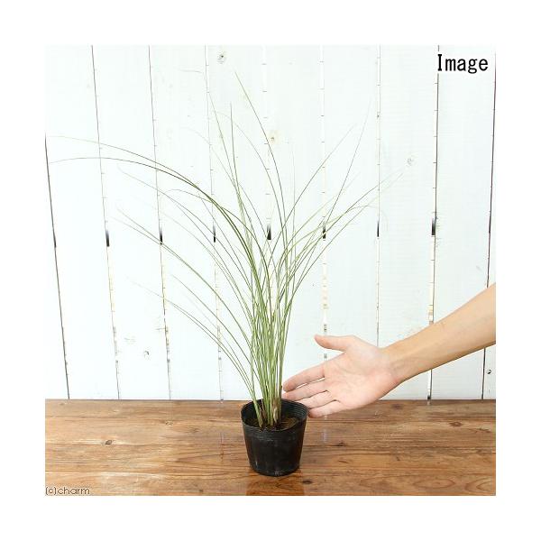 _gardening　ガーデニング　園芸　山野草　苗　ススキ　薄　Miscanthus　sinensis　イネ科ススキ属　otsukimi_plants　20170916　ＮＴ　育て方　育成方法　栽培方法　opa2_delete　イチモンジ...