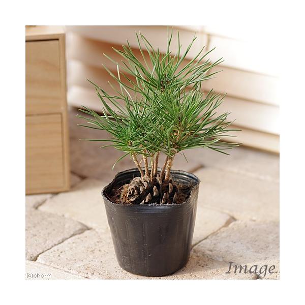 muryotassei_800_899　_gardening　ガーデニング　山野草　松　マツ　Ｐｉｎｕｓ　ｔｈｕｎｂｅｒｇｉ　オマツ　雄松　縁起樹　縁起木　黒松　クロマツ　osyougatu_plants　osyougatu_item　20...