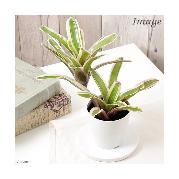 _gardening　_kame　_hachu　観葉植物　園芸　ガーデニング　ビバリウム　アクアテラリウム　パルダリウム　両爬向き植物　アナナス　パイナップル科　ブロメリア　タンクブロメリア　着生植物　ネオレゲリアシリーズ　Neoregel...