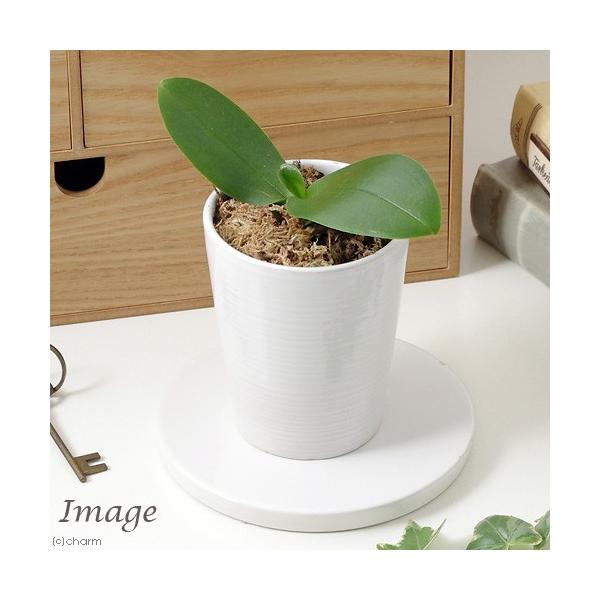 _gardening　ガーデニング　花　苗　鉢花　蘭　ラン　コチョウラン　胡蝶蘭　ミニコチョウラン　ミディコチョウラン　マイクロコチョウラン　20161221　ＨＴ　育て方　育成方法　栽培方法　観葉植物　opa2_delete　newyea...