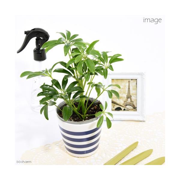 _gardening　観葉植物　ガーデニング　ウコギ科　フカノキ属　シェフレラ属　Schefflera　arboricola　‘Hong　Kong’　ヤドリフカノキ　香港カポック　ホンコンカポック　シェフレラシリーズ　20161206　ＣＴ...