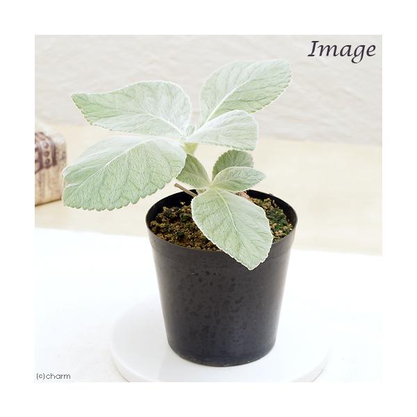 ガーデニング　多肉植物　育て方　育成方法　栽培方法　ブラジル　グロキシニア　断崖の女王　レウコトリカ　シンニンギア　ブラジリアンエーデルワイス　塊茎　イワタバコ　オオイワギリソウ　Ｓｉｎｎｉｎｇｉａｌｅｕｃｏｔｒｉｃｈａ　Ｂｒａｚｉｌｉａｎ...