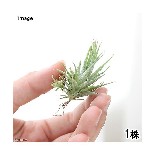 _kame　（観葉）　（邑楽店）　_hachu　_gardening　sfset　_interior　インテリア　インテリア・雑貨　ガーデニング　観葉植物　園芸　ビバリウム　アクアテラリウム　パルダリウム　両爬向き植物　パイナップル科　ハナ...