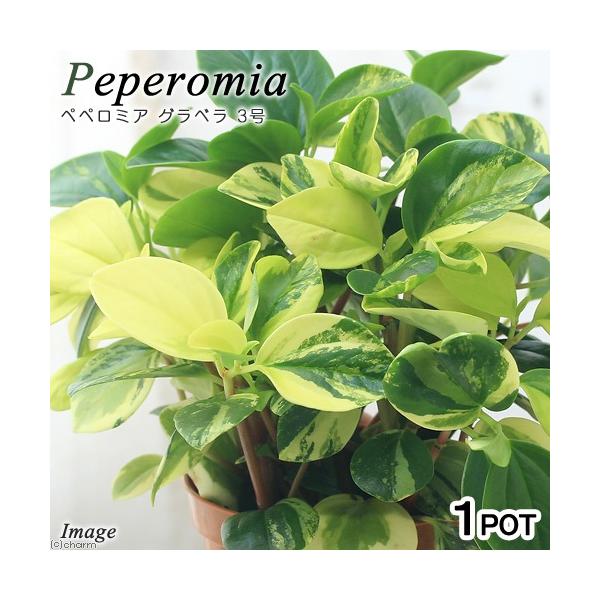 muryotassei_600_699　（観葉）　（邑楽店）　_gardening　_hachu　_kame　観葉植物　園芸　ガーデニング　ビバリウム　アクアテラリウム　パルダリウム　両爬向き植物　つる性　匍匐性　コショウ科　サダソウ属　P...