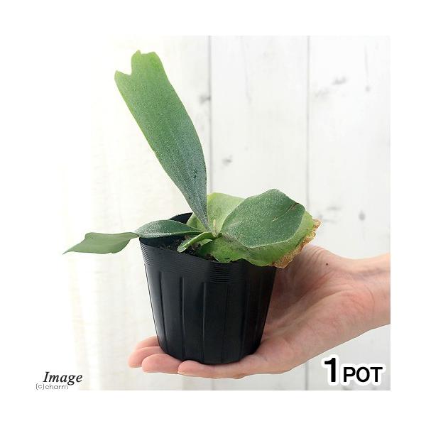 _kame　_hachu　_gardening　観葉植物　園芸　ガーデニング　ビバリウム　アクアテラリウム　パルダリウム　水草　着生シダ　プラティケリウム　Platycerium　bifurcatum　netherlands　ネザーランズ　...