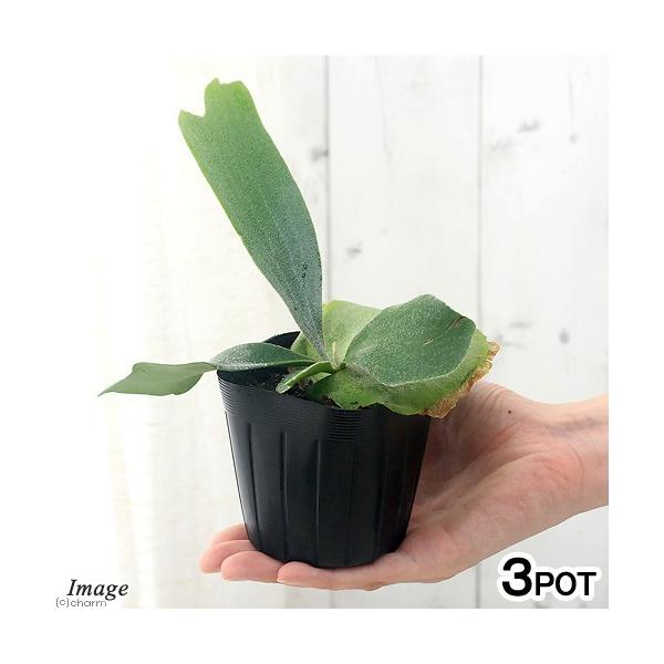 メーカー：■ _kame　_hachu　_gardening　観葉植物　園芸　ガーデニング　ビバリウム　アクアテラリウム　パルダリウム　水草　着生シダ　プラティケリウム　Platycerium　bifurcatum　netherlands　...