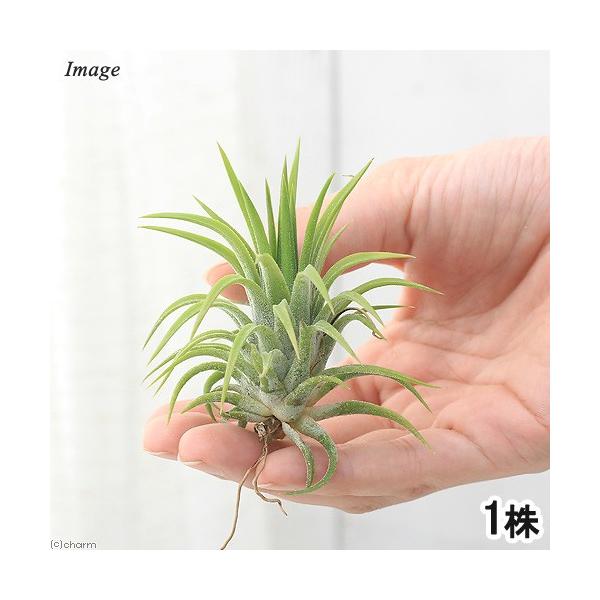 _kame　_hachu　インテリア　インテリア・雑貨　ガーデニング　観葉植物　園芸　ビバリウム　アクアテラリウム　パルダリウム　アリ植物　両爬向き植物　パイナップル科　ハナアナナス属　着生植物　エアブロメリア　エアプランツ　ティランジア　...