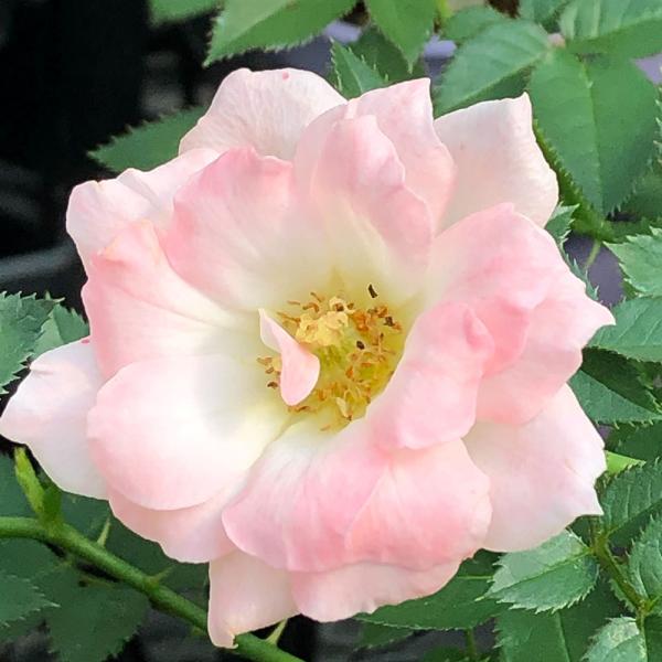 （観葉植物）　muryotassei_600_699　_gardening　ガーデニング　園芸　花　鉢花　苗　花苗　ミニバラ　バラ苗　薔薇　ばら　garden_minirose　rose_series　観葉植物　Rosa　hybrids　庭...