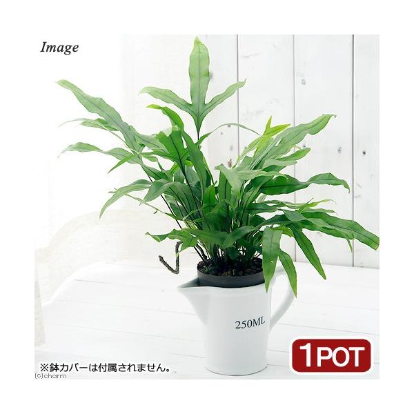 観葉植物　園芸　ガーデニング　ビバリウム　アクアテラリウム　パルダリウム　水草　クリプトとその近縁　Microsorum　ミクロソリム　ミクロソラム　ハイドロ苗　オアシス苗　プランテリア　planterior　oasisnae　両爬向き植物...