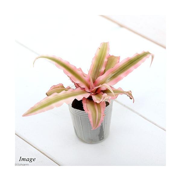 paludariumplants　パルダリウム　テラリウム　_gardening　_hachu　_kame　観葉植物　園芸　ガーデニング　ビバリウム　アクアテラリウム　両爬向き植物　ヒメアナナス属　パイナップル科　ブロメリア　アーススターズ...