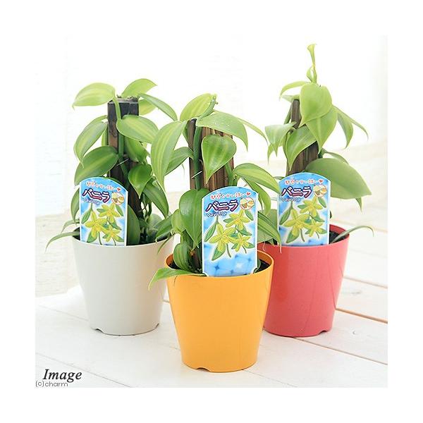 _kame　_hachu　muryotassei_900_999　_gardening　ガーデニング　観葉植物　バニラエッセンス　蘭　ラン　洋ランシリーズ　バニラ　苗　支柱　Vanilla　planifolia　ラン科バニラ属　蔓性植物　熱...