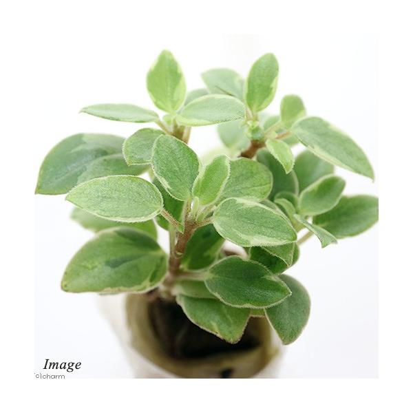 _gardening　ガーデニング　観葉植物　ハイドロカルチャー　オアシス苗　all_plants　oasisnae　両爬向き植物　オアシス苗単品　植物　植物生体　ガーデニング生体　育て方　育成方法　栽培方法　oassis_500　Pepe...