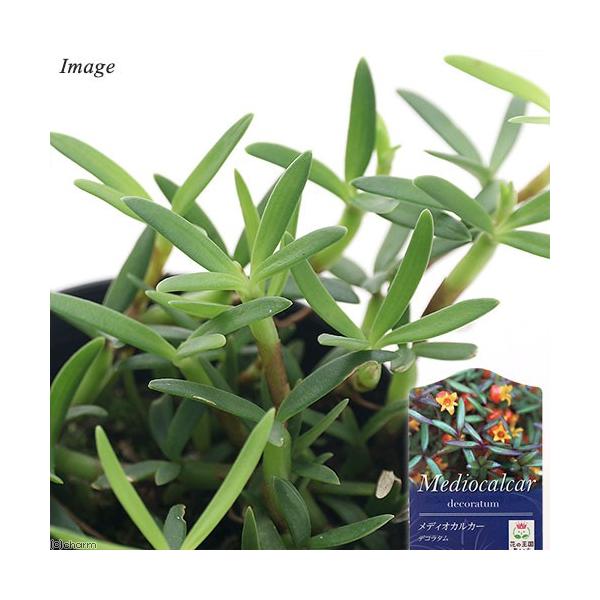 paludariumplants　_kame　観葉植物　園芸　ガーデニング　ビバリウム　アクアテラリウム　パルダリウム　花　苗　洋ランシリーズ　洋蘭　着生ラン　デンドロビウム　Ｄｅｎｄｒｏｂｉｕｍ　senile　dendrobium_ser...