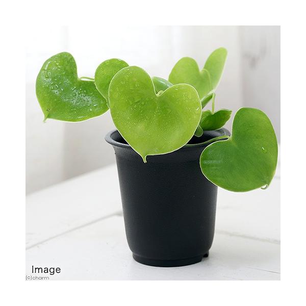 観葉植物　園芸　ガーデニング　ビバリウム　アクアテラリウム　パルダリウム　水草　クリプトとその近縁　サトイモ　Araceae　Ｐｈｉｌｏｄｅｎｄｒｏｎ　ｆｉｂｒｏｓｕｍ　ホテイカズラ　育て方　育成方法　栽培方法　kaijyo　toukiha...