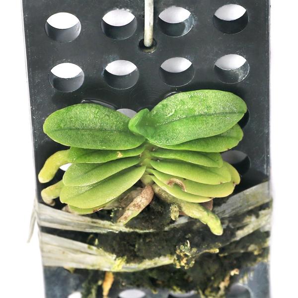 paludariumplants　_gardening　_hachu　_kame　観葉植物　園芸　ガーデニング　ビバリウム　アクアテラリウム　パルダリウム　花　苗　洋ランシリーズ　洋蘭　着生ラン　植物　植物生体　ガーデニング生体　ＮＴ　sc...