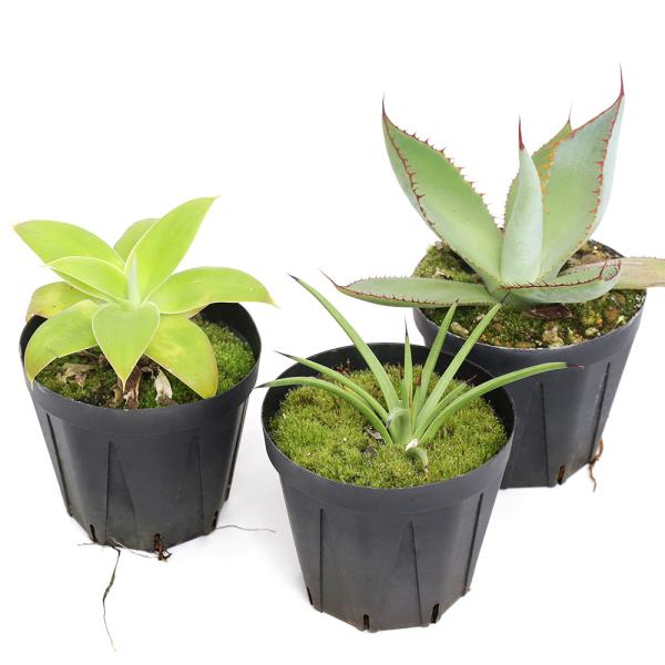 観葉植物　ガーデニング　観葉　アガベ　リュウゼツラン　多肉　センチュリープランツ　インテリア　育て方　育成方法　栽培方法　Ａｇａｖｅ．　センチュリープラント　リュウゼツラン科アガベ属　熱帯植物　メキシコ　20230704　NMIYA　y23...