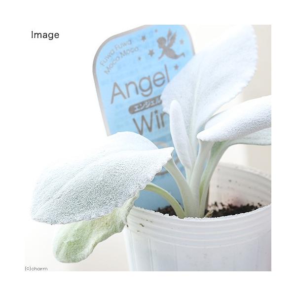 muryotassei_700_799　_gardening　ガーデニング　花　苗　鉢花　セネシオ　Senecio　'Angel　wings'　キク科セネシオ属　耐寒性多年草　育て方　育成方法　栽培方法　観葉植物　20191130　KO　o...