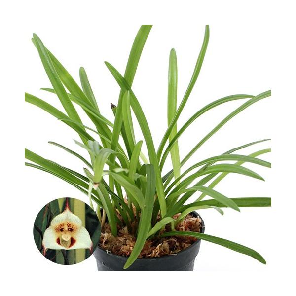 paludariumplants　_hachu　_gardening　観葉植物　園芸　ガーデニング　ビバリウム　アクアテラリウム　パルダリウム　花　苗　洋ランシリーズ　洋蘭　着生ラン　鉢花　育て方　育成方法　栽培方法　Dracula　lot...