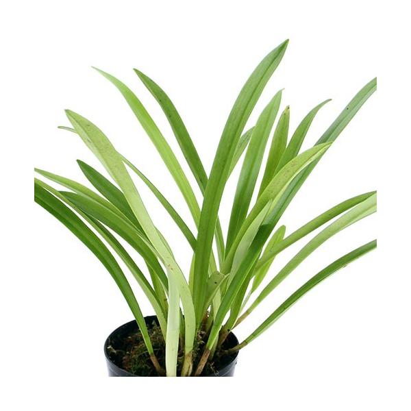 paludariumplants　_hachu　_gardening　観葉植物　園芸　ガーデニング　ビバリウム　アクアテラリウム　パルダリウム　花　苗　洋ランシリーズ　洋蘭　着生ラン　鉢花　育て方　育成方法　栽培方法　Ｄｒａｃｕｌａ　ｓｉｍ...