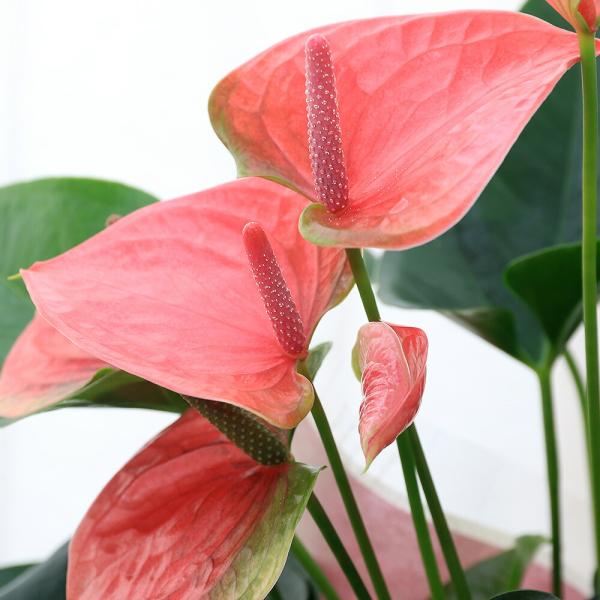 _gardening　（観葉植物）　観葉植物　園芸　ガーデニング　ビバリウム　アクアテラリウム　パルダリウム　サトイモ　アンスリウム　アンスリューム　Anthurium　andreanum　flower_pots　花　苗　アンスリウムシリー...