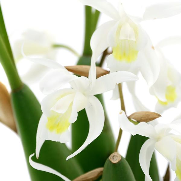 _gardening　ガーデニング　flower_pots　花　苗　ラン　蘭　Coel.　intermedia　セロジネ　インターメディア　20200224　ＮＴ　育て方　育成方法　栽培方法　観葉植物　Coelogyne　opa2_dele...