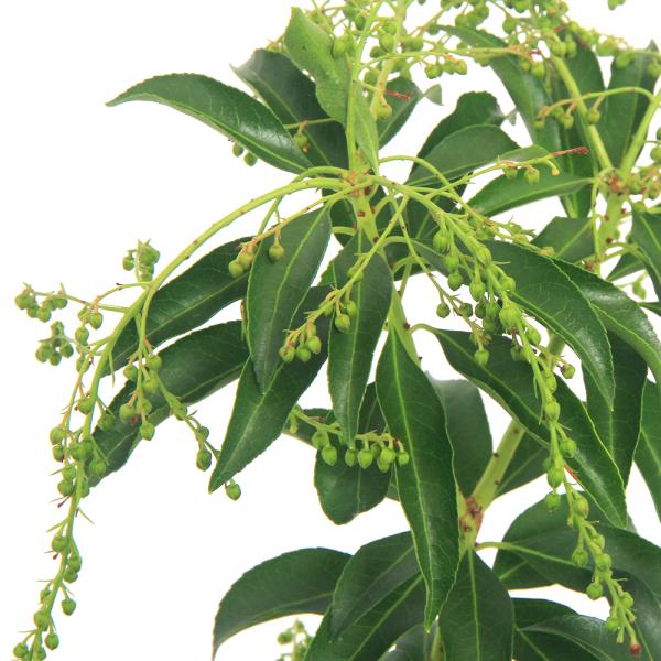 観葉植物　_gardening　ガーデニング　山野草　球根　sannyasou　アセビ　馬酔木　日本庭園　耐陰性　植物　植物生体　ガーデニング生体　育て方　育成方法　栽培方法　20230131　y22m01　2023zenki　RKANA