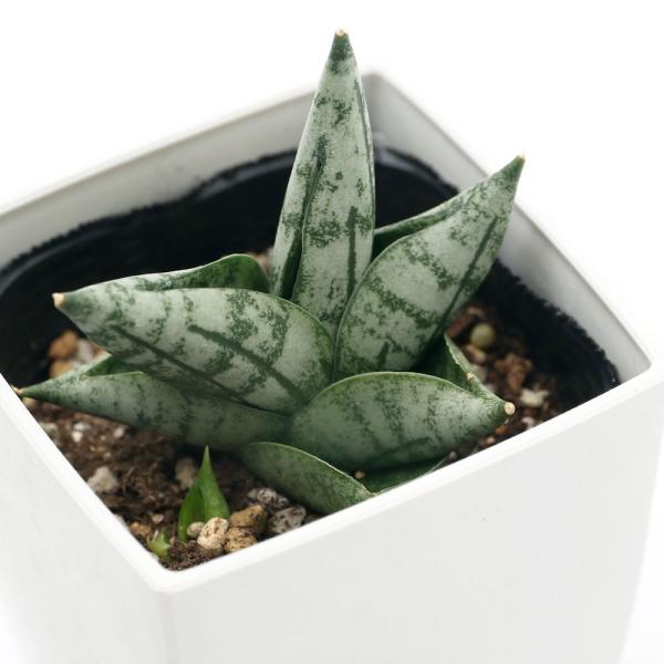 _gardening　gardening　ガーデニング　観葉植物　サンスベリア　希少種　レア　流通量　少ない　レアサンスベリア　sansevieria　boncellensis　植物　育て方　育成方法　栽培方法　管理方法　インテリア　インド...