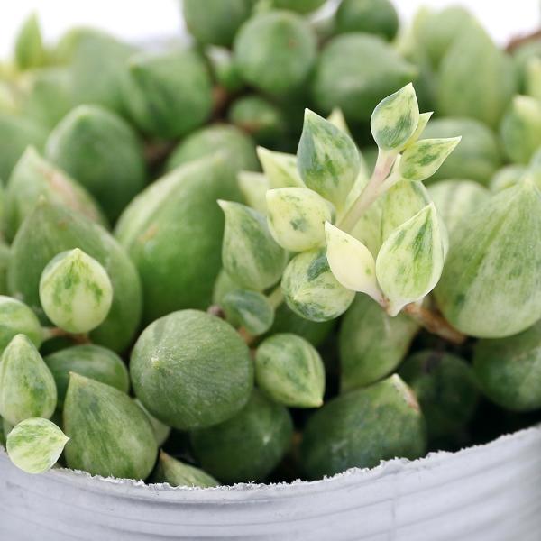 チャーム(ペット) (多肉植物)セネシオ エンジェルティアーズ チャーム(ペット) (多肉植物)セネシオ エンジェルティアーズ