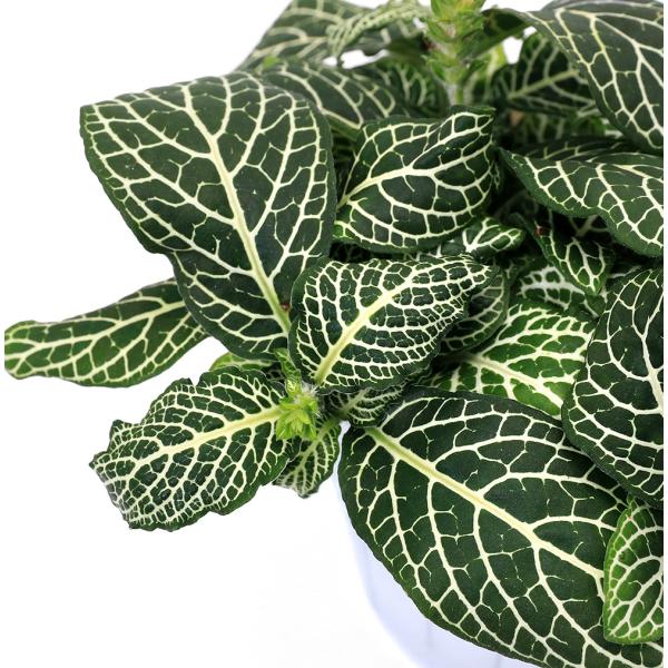 paludariumplants　観葉植物　_hachu　_kame　_gardening　ガーデニング　ビバリウム　アクアテラリウム　パルダリウム　両爬向き植物　苗　観葉３号　トロピカルガーデンシリーズ　tropicalgarden_se...