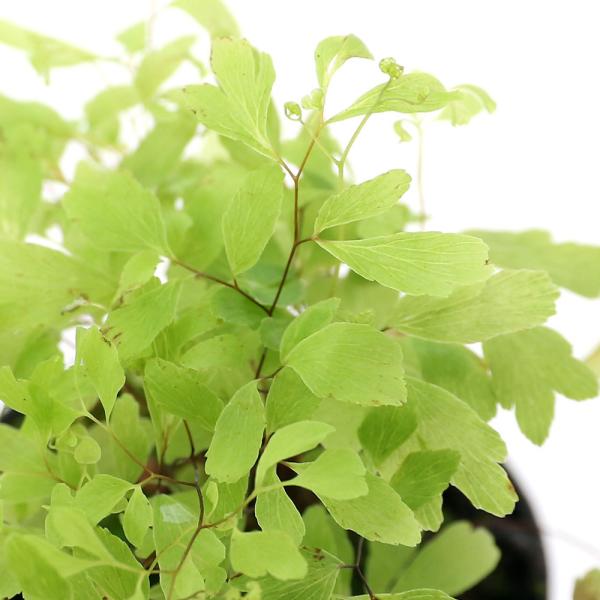 paludariumplants　パルダリウム　テラリウム　_hachu　_kame　観葉植物　ガーデニング　園芸　ビバリウム　アクアテラリウム　花　苗　洋　vivariumplants　vivariumplants_hinnsyu　植物　...