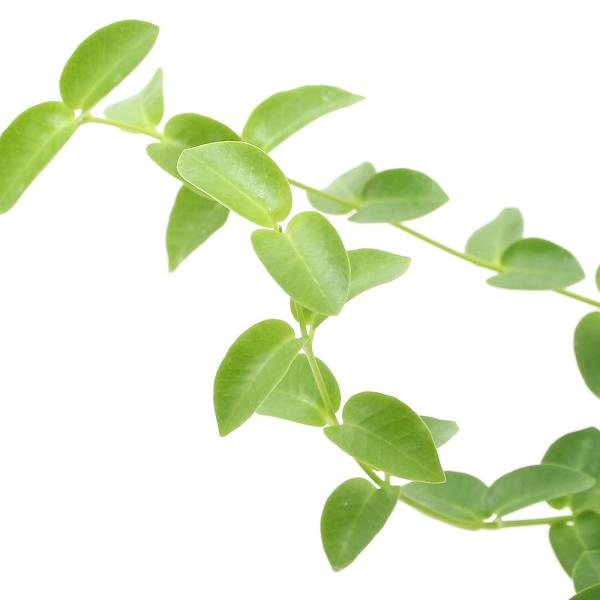 paludariumplants　（観葉植物）　観葉植物　_gardening　園芸　ガーデニング　ビバリウム　アクアテラリウム　パルダリウム　育て方　育成方法　栽培方法　Restrepia　elegans　opa2_delete　Hoya...