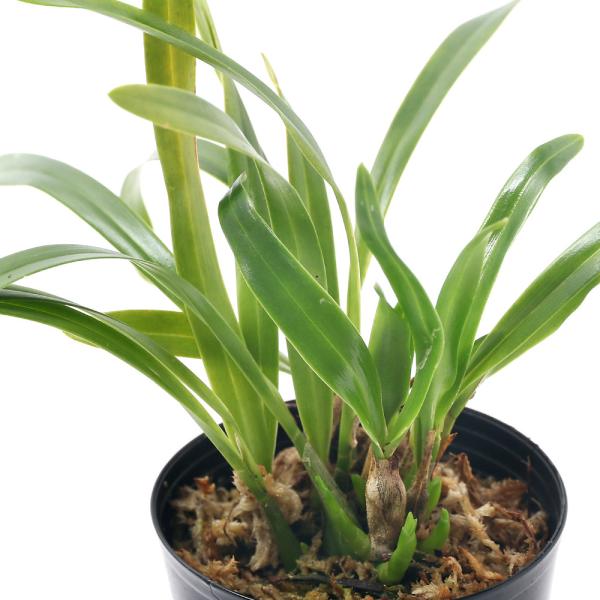 paludariumplants　観葉植物　_gardening　園芸　ガーデニング　ビバリウム　アクアテラリウム　パルダリウム　花　苗　洋ランシリーズ　洋蘭　着生ラン　植物　植物生体　ガーデニング生体　育て方　育成方法　栽培方法　マゴッツ...