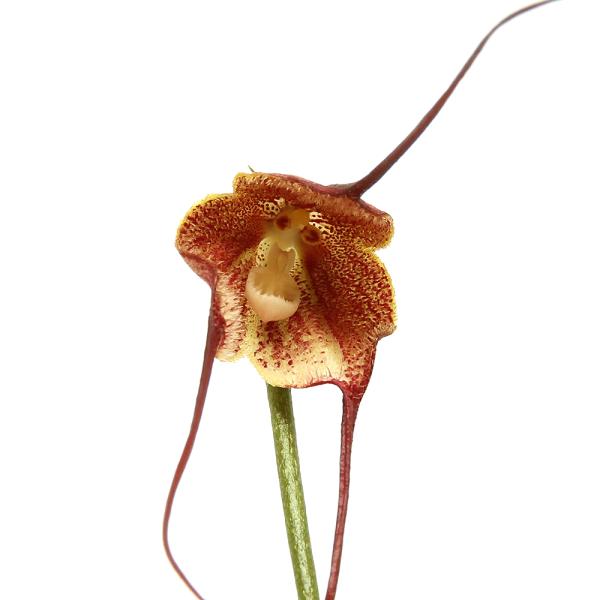 paludariumplants　_hachu　_gardening　観葉植物　園芸　ガーデニング　ビバリウム　アクアテラリウム　パルダリウム　花　苗　洋ランシリーズ　洋蘭　着生ラン　鉢花　Dracula　astuta　ドラクラ　ラン科ドラ...