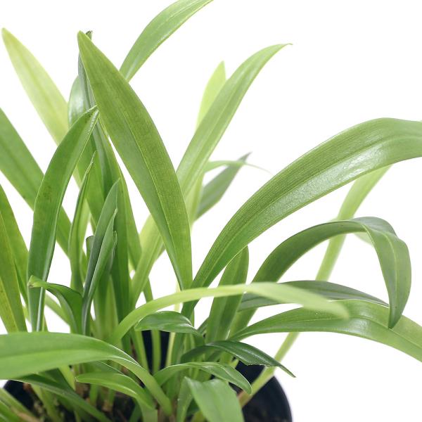 paludariumplants　（観葉植物）　観葉植物　_hachu　_gardening　園芸　ガーデニング　ビバリウム　アクアテラリウム　パルダリウム　花　苗　洋ランシリーズ　洋蘭　着生ラン　鉢花　ドラクラ　レズリー　育て方　育成方法...