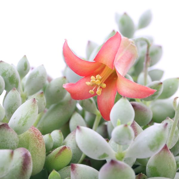 観葉植物　_gardening　_hachu　_kame　opa2_delete　ガーデニング　多肉植物　コチレドン　植物　植物生体　ガーデニング生体　ビバリウム　アクアテラリウム　パルダリウム　Cotyledon　pendens　ベンケイ...