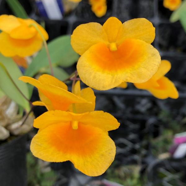 _hachu　_kame　_gardening　観葉植物　園芸　ガーデニング　ビバリウム　アクアテラリウム　パルダリウム　花　苗　洋ランシリーズ　洋蘭　着生ラン　デンドロビウム　鉢花　Dendrobium　aggregatum　Uaeng　...