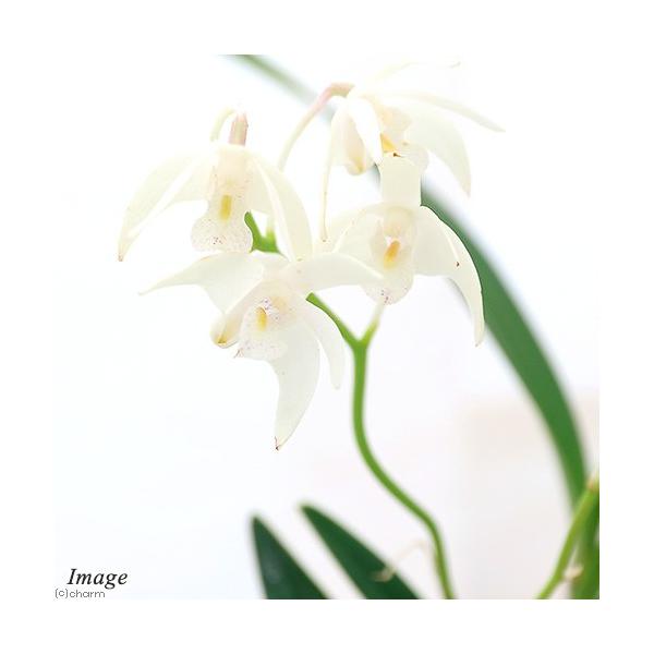 paludariumplants　_hachu　_kame　_gardening　flower_pots　観葉植物　園芸　ガーデニング　ビバリウム　アクアテラリウム　パルダリウム　花　苗　洋ランシリーズ　洋蘭　着生ラン　デンドロビウム　鉢花...