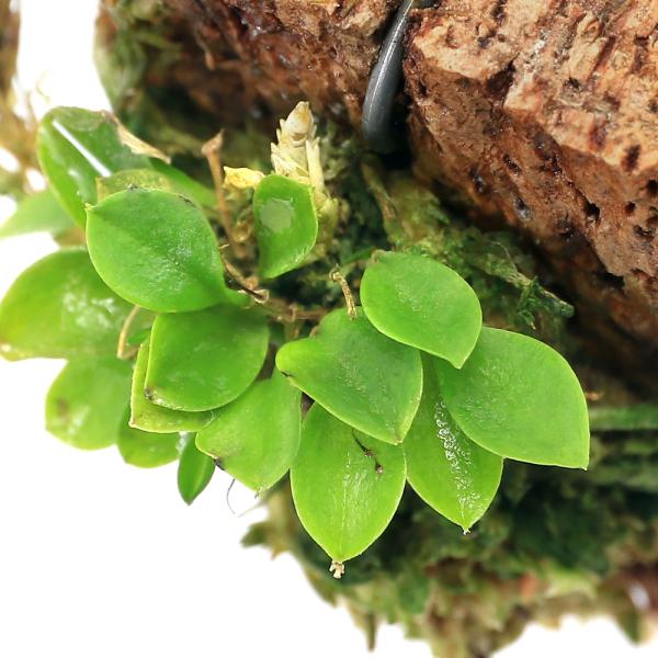 PF_SPQ　line2462terarium　_aqua　_gardening　_hachu　sfset　terrariumplants　all_plants　ガーデニング　原種　観葉植物　園芸　ビバリウム　アクアテラリウム　パルダリウム...