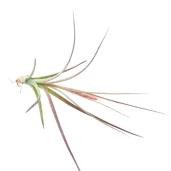 観葉植物　all_plants　_gardening　_hachu　Tillandsia_series　opa2_delete　インテリア　インテリア・雑貨　ガーデニング　園芸　ビバリウム　アクアテラリウム　パルダリウム　両爬向き植物　着生...