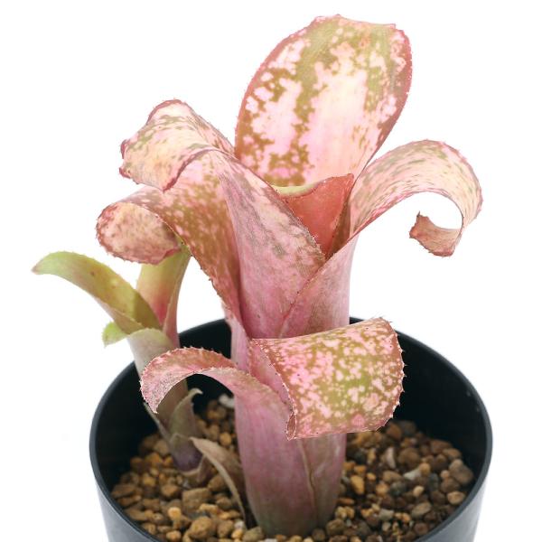 paludariumplants　パルダリウム　テラリウム　（観葉植物）　観葉植物　_gardening　園芸　ガーデニング　ビバリウム　アクアテラリウム　アナナス　パイナップル科　ブロメリア　Billbergia　'Tequila　Sun...