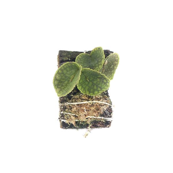 PF_SPQ　line2462terarium　_aqua　_gardening　_hachu　sfset　terrariumplants　all_plants　ガーデニング　原種　観葉植物　園芸　ビバリウム　アクアテラリウム　パルダリウム...